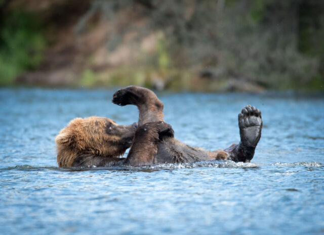 King Salmon Lodge - Bear viewing and fishing