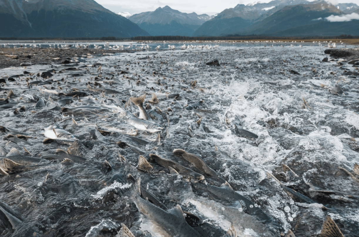 When Is the Salmon Run in Alaska? - King Salmon Lodge